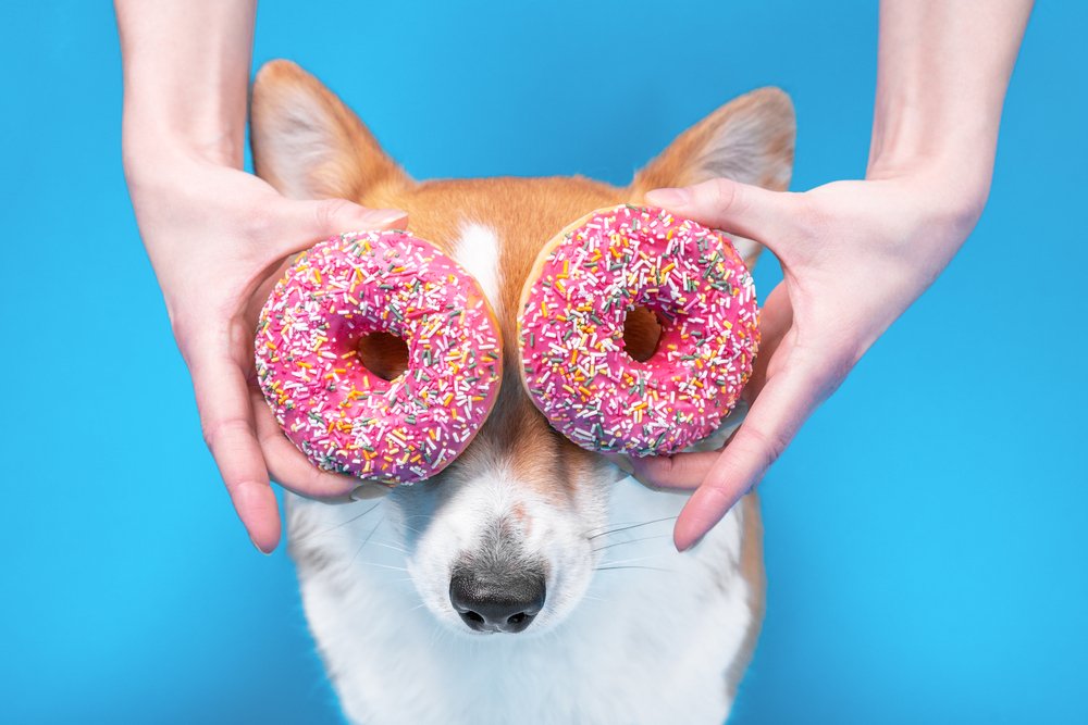 Are Donuts Bad for Dogs? Easy and Healthy Donut Recipe