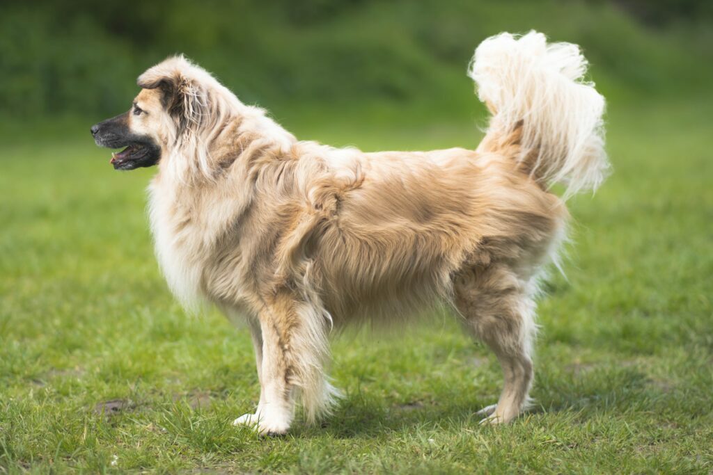 10 Adorable Hairy Big Dog Breeds, You'll Wish To Pet It - Lovely Pets 10 Adorable Hairy Big Dog Breeds, You'll Wish To Pet It - Lovely Pets