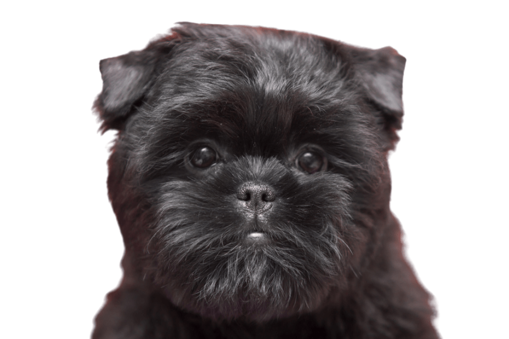 17 Most Popular Tiny Dog Breeds That Stay small And Don't Shed