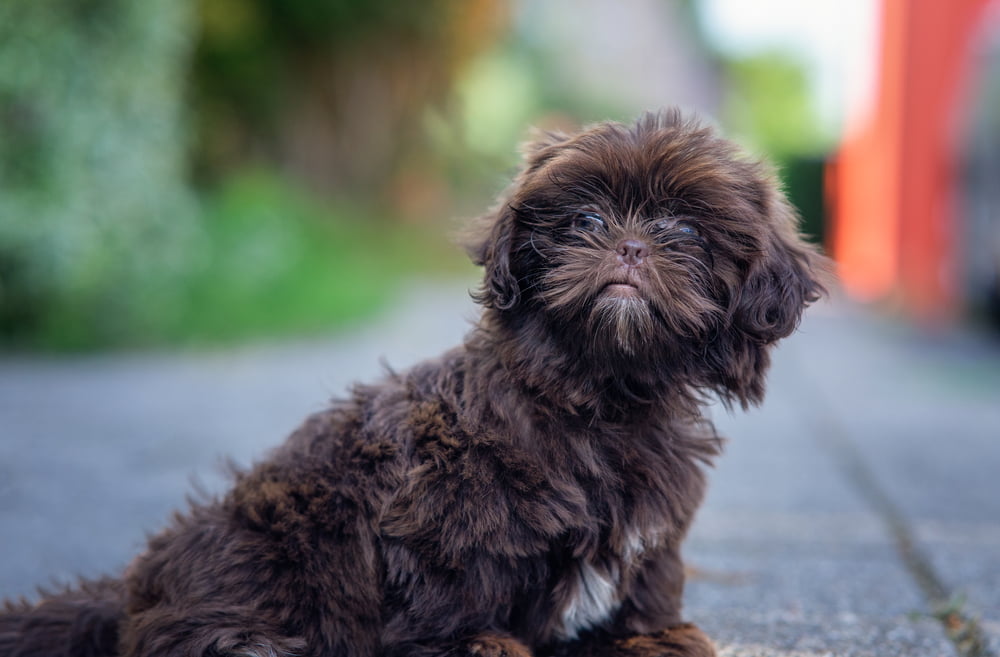 17 Most Popular Tiny Dog Breeds That Stay small And Don't Shed