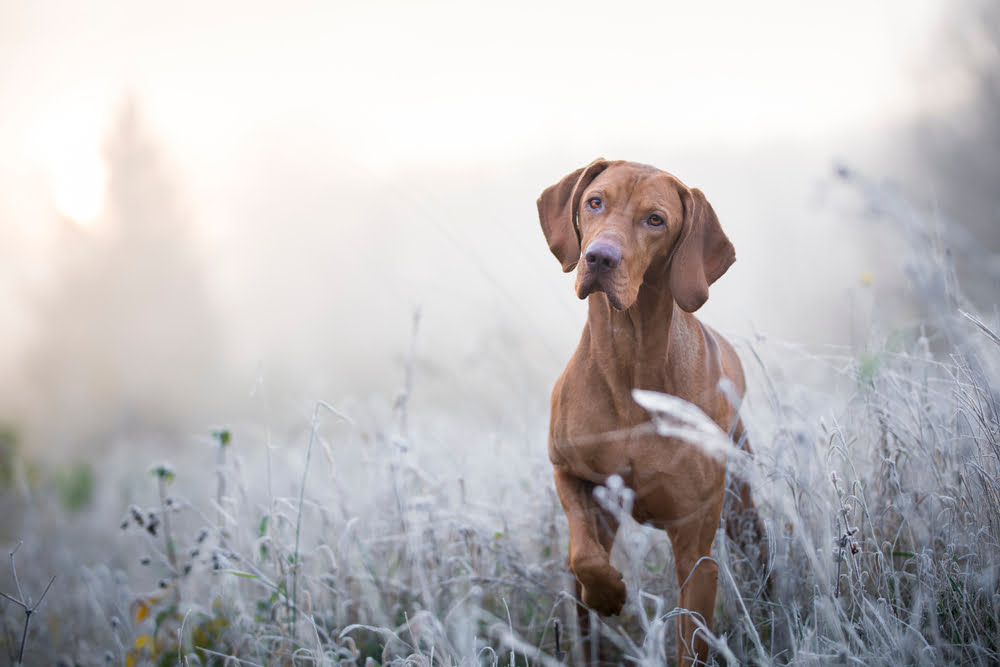 12 Signs of a Confident Dog/ Insecure Dog Body Language