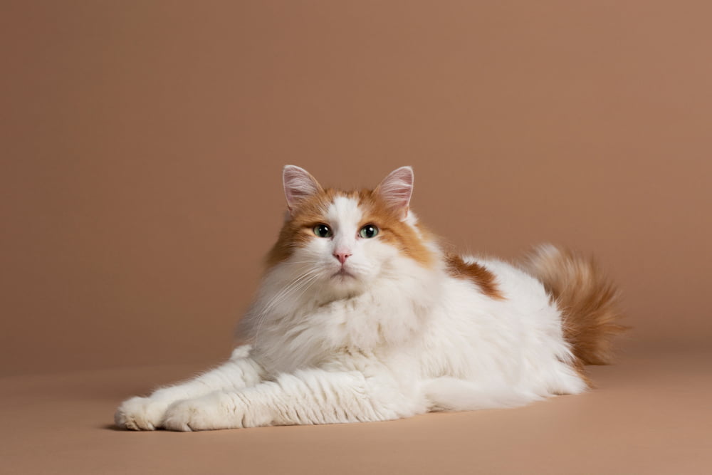 How Rare Is A Turkish Van Cat ? Traits, Origins & Rarity