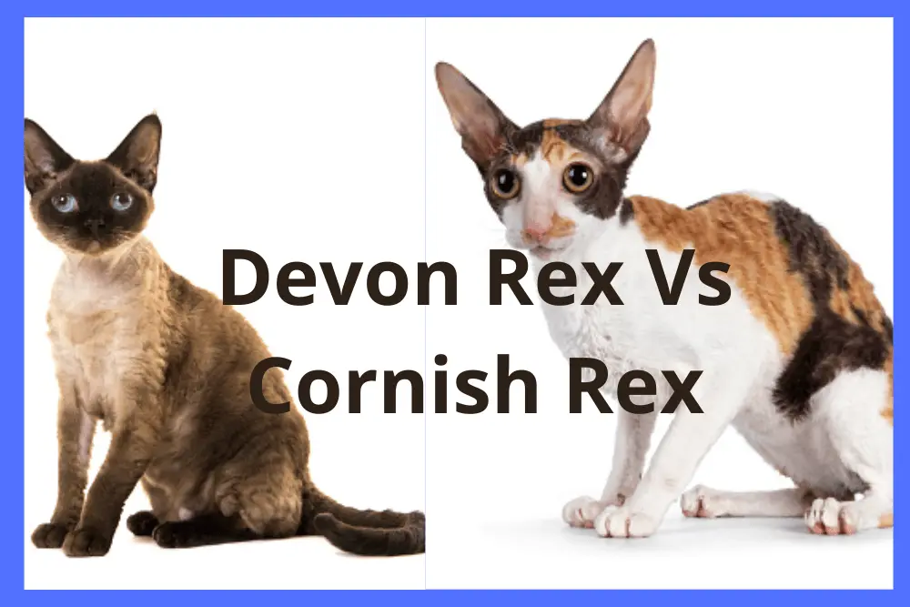 Difference Between Devon Rex and Cornish Rex: Key Comparisons
