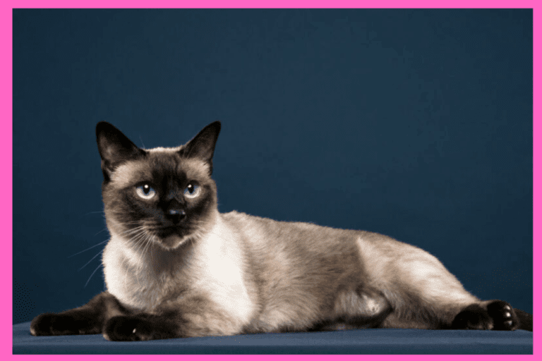 Toybob Cat Personality and Characteristics