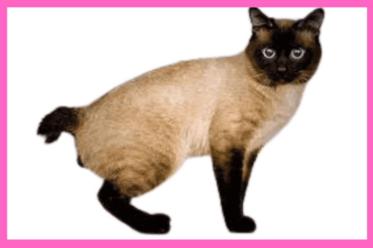 Toybob Cat Personality and Characteristics