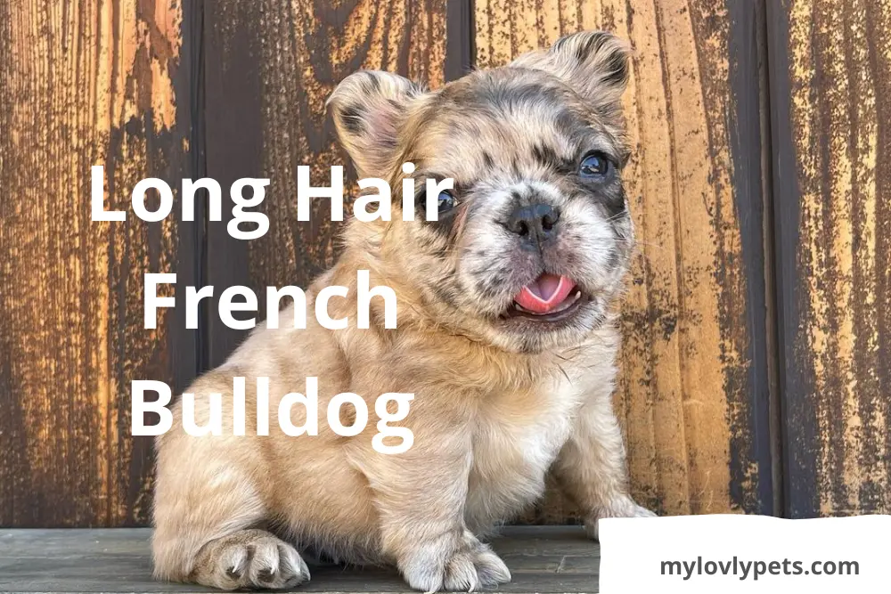 What Causes Some French Bulldogs to Have Long Hair?