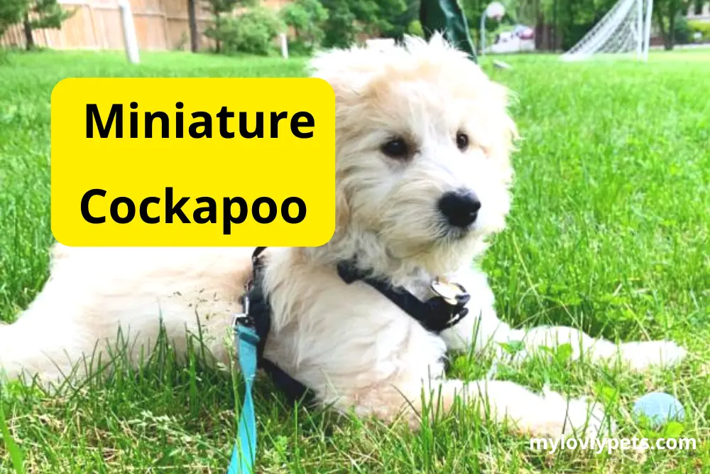 Miniature Cockapoo: The Perfect Hypoallergenic Family Dog