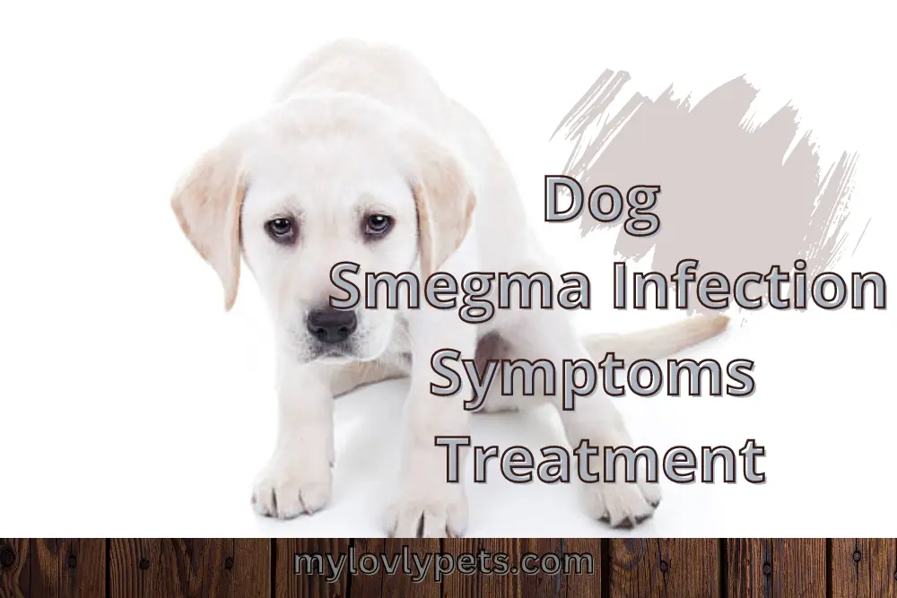 Dog Smegma Infection Symptoms Treatment