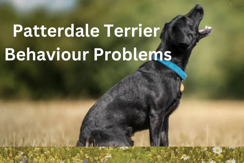 Solving Patterdale Terrier Behaviour Problems: A Concise Guide
