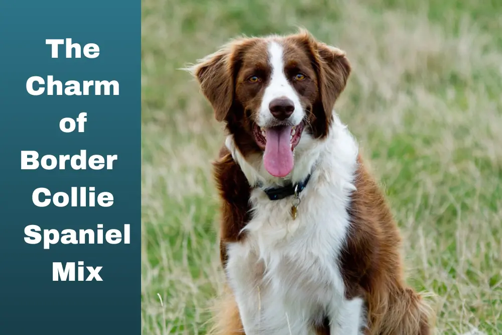 Unlocking the Charm of Border Collie Spaniel Mix