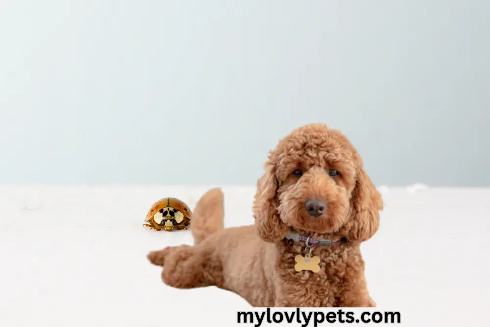 Grown Cockapoo: What Does Look Like?