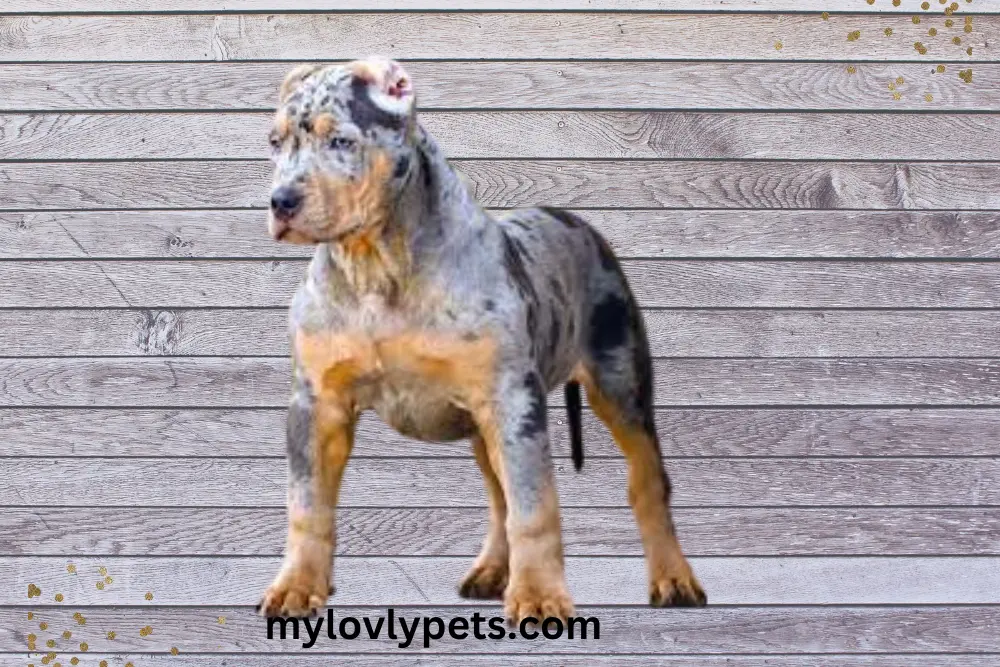 Merle American Bully: A Stunning Coat Pattern Like No Other!