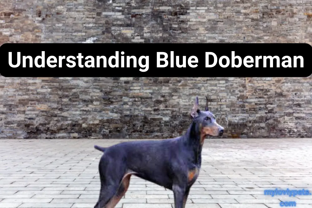 Understanding Blue Doberman: From Coat Color to Care