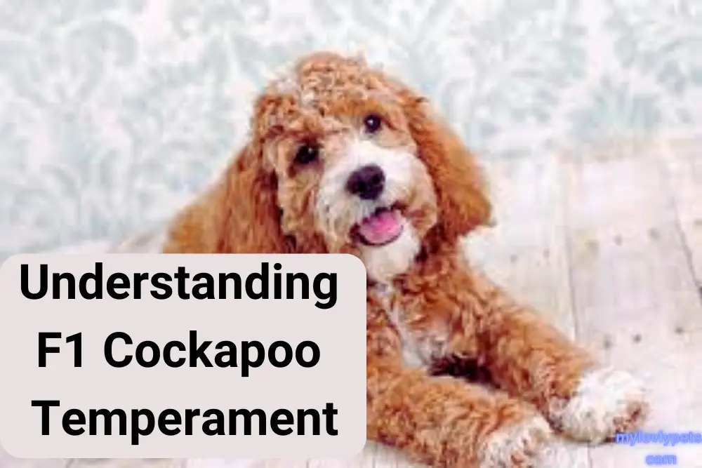 F1 Cockapoo Temperament: A Comprehensive Guide