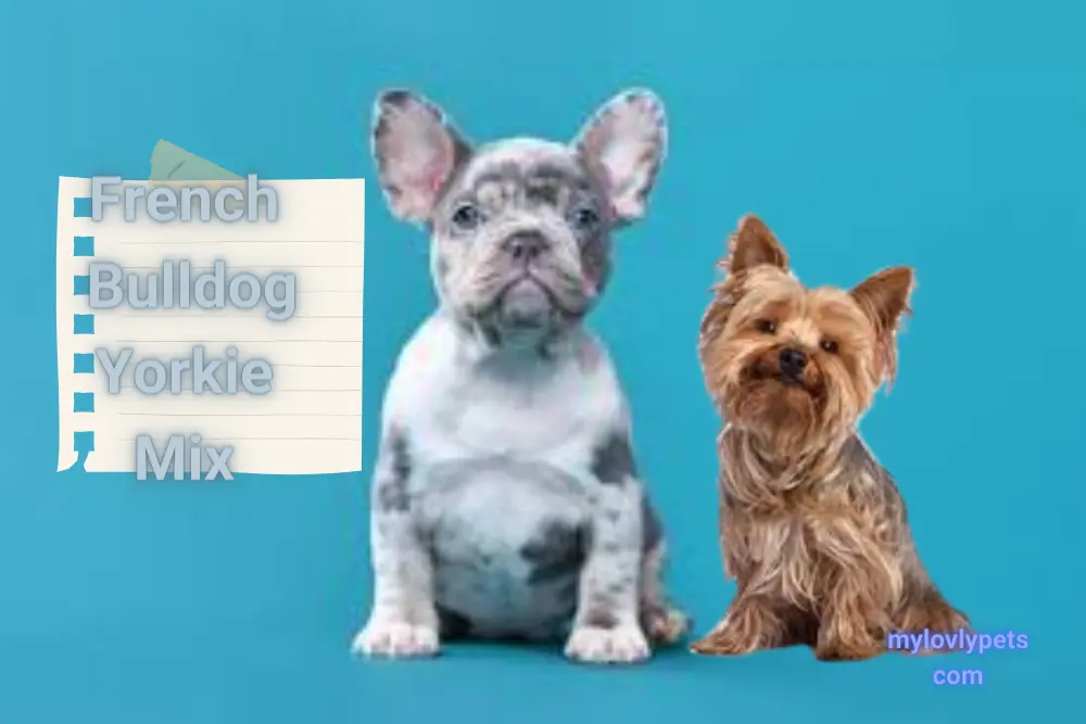 French Bulldog Yorkie Mix: A Complete Guide