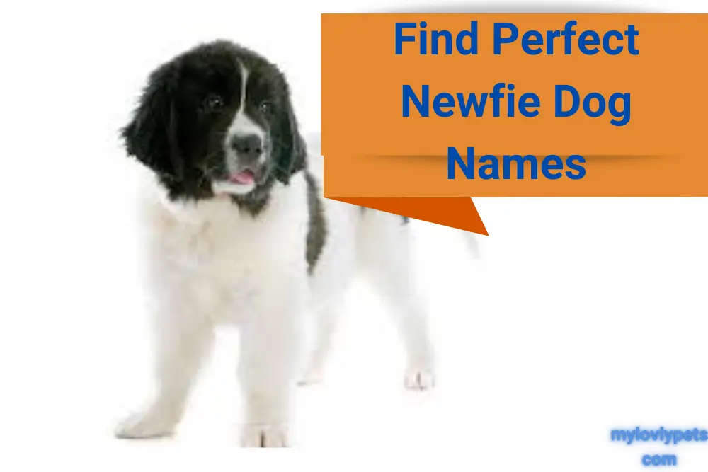 Newfie Dog Names: Finding the Perfect Moniker
