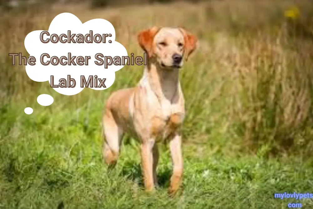 All About Cockador: The Cocker Spaniel Lab Mix
