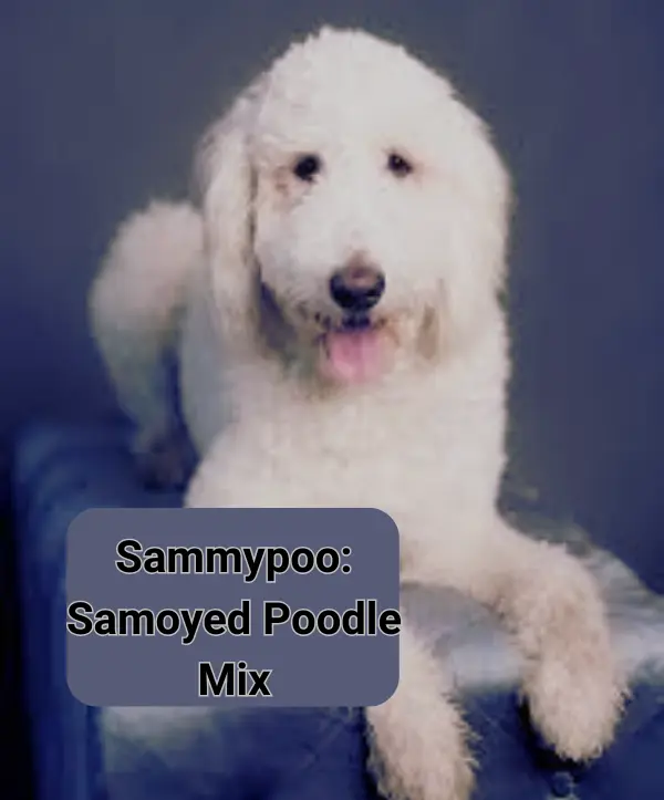 Sammypoo: Your Guide to the Samoyed Poodle Mix