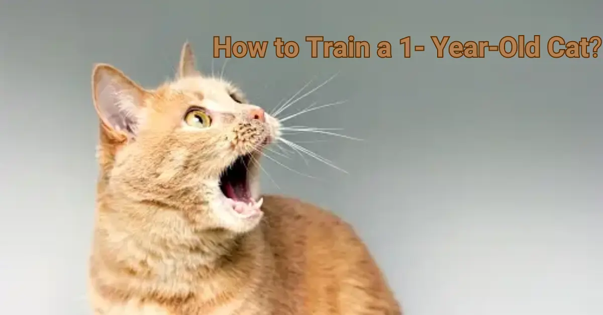 How to Train a 1-Year-Old Cat and Beyond